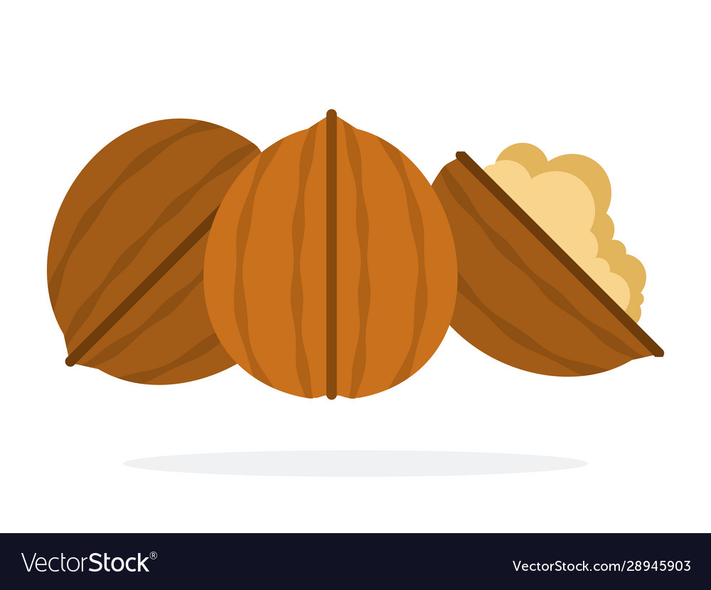 Walnuts flat isolated Royalty Free Vector Image