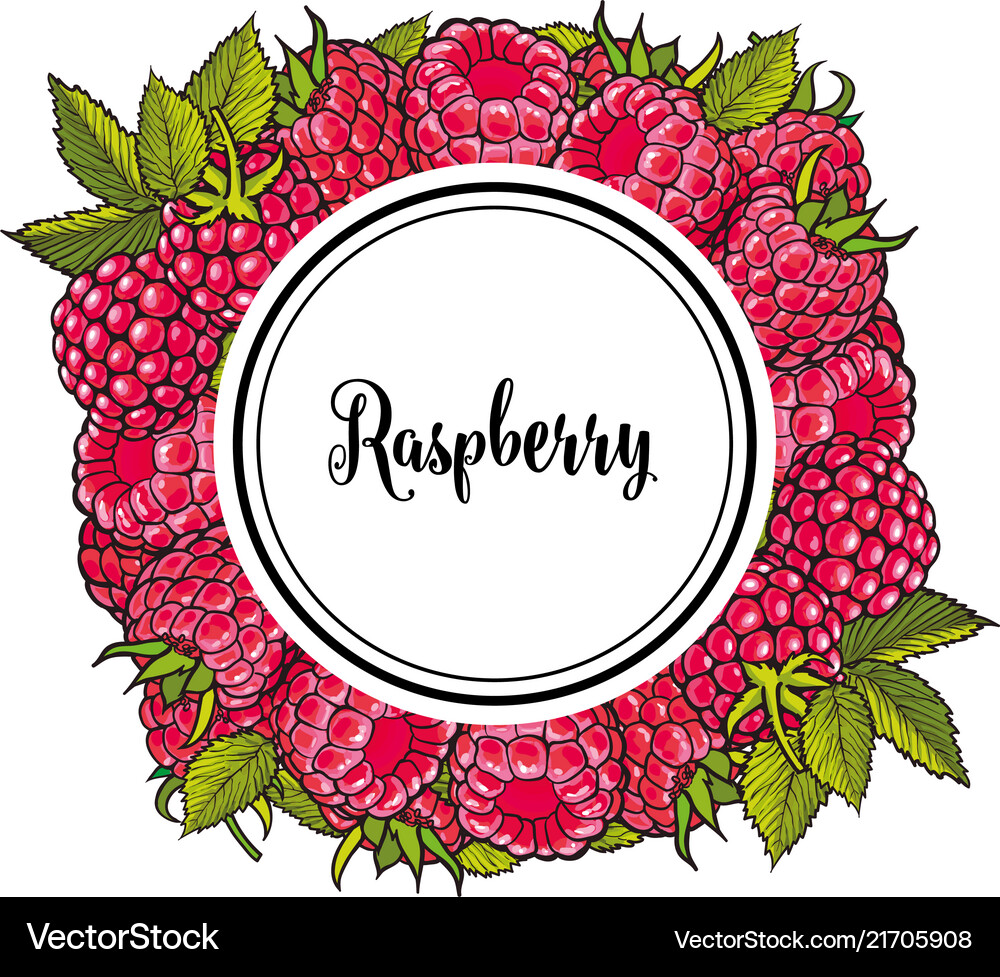 Fresh ripe raspberries in natural composition in Vector Image