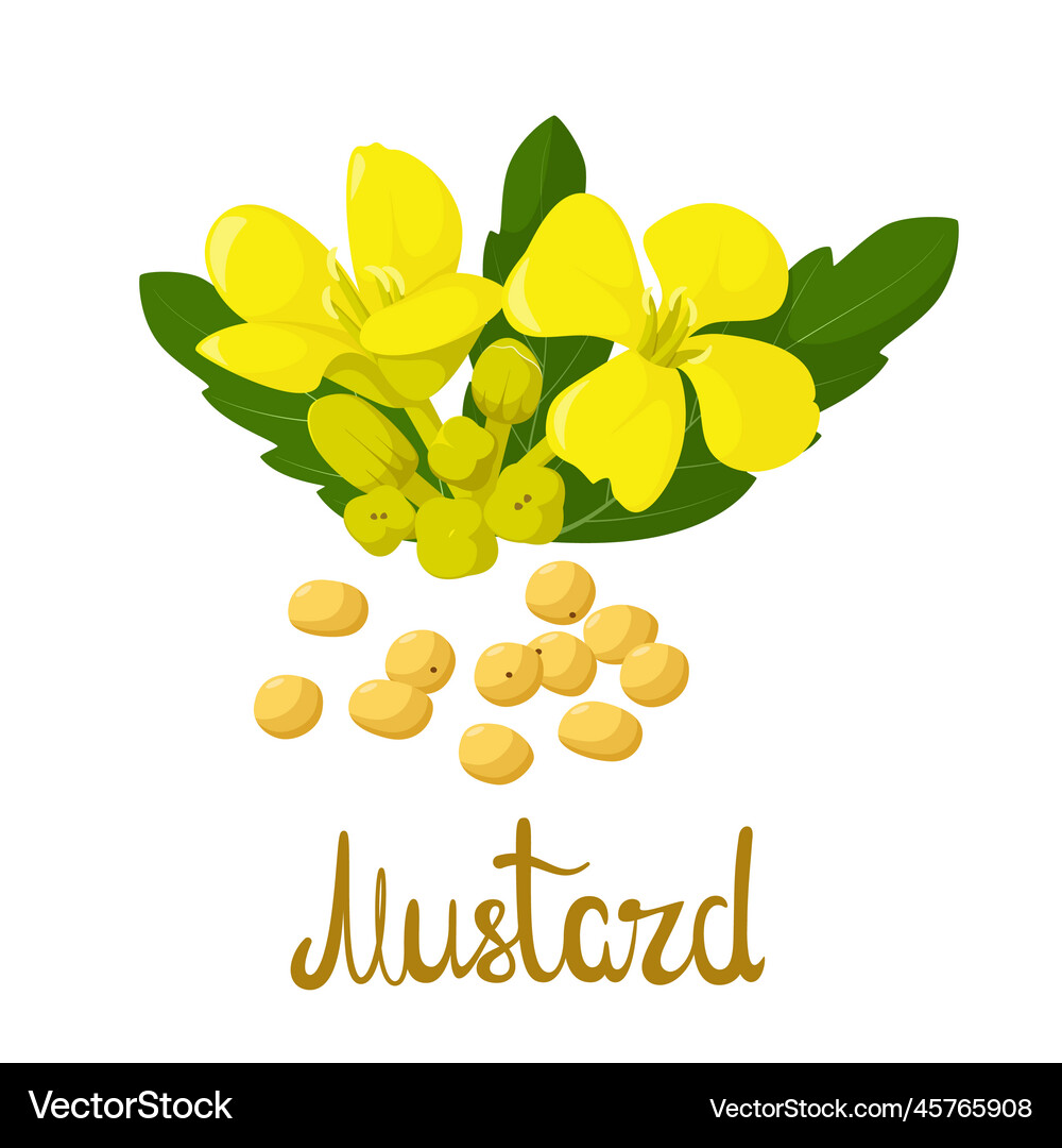 Mustard flowers and seeds Royalty Free Vector Image