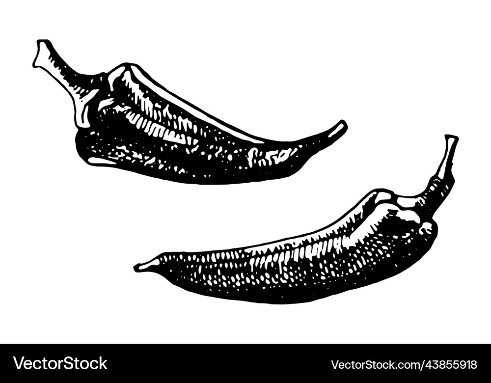 Hand drawn of chilli peppers Royalty Free Vector Image