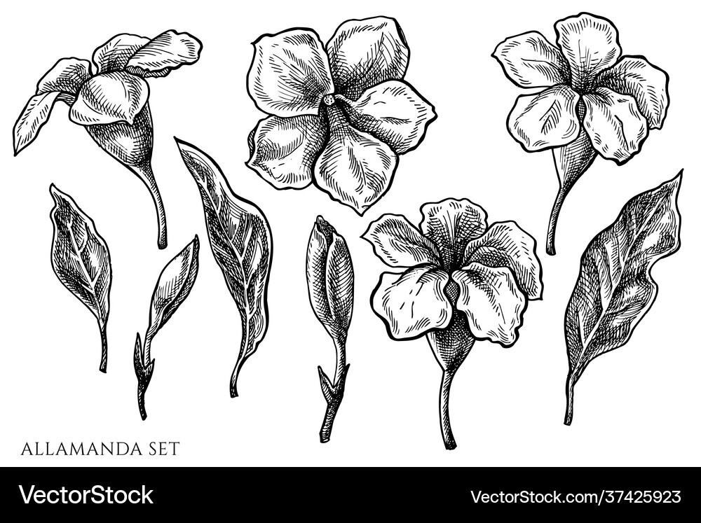 Set hand drawn black and white allamanda Vector Image