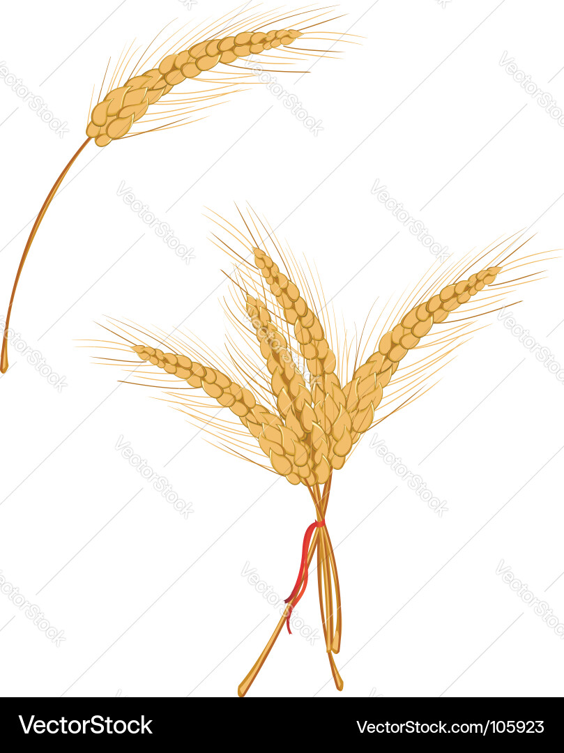 Wheat as agriculture symbol Royalty Free Vector Image