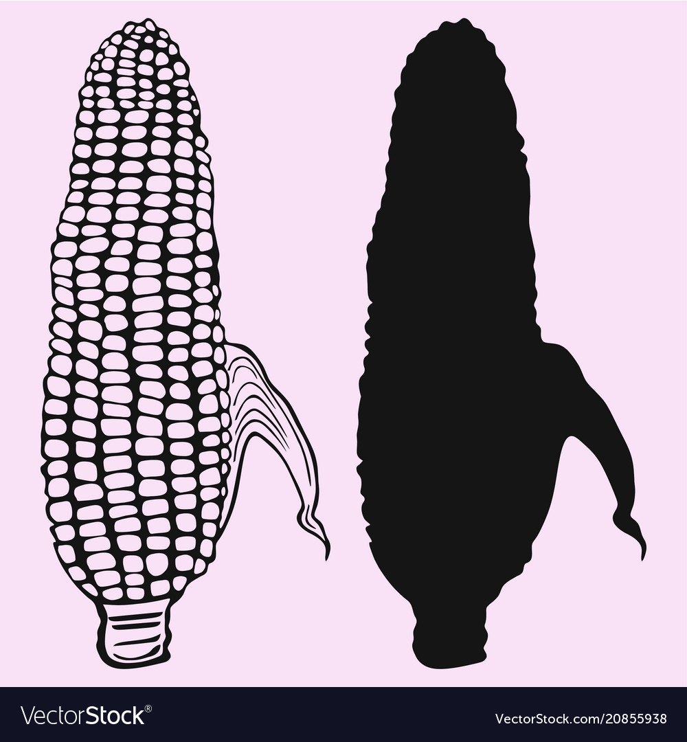 Corn Royalty Free Vector Image - VectorStock