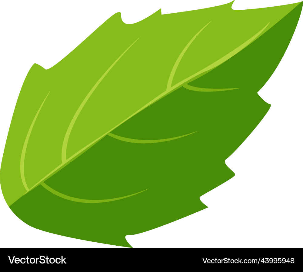 Green leaf icon cartoon basil cooking herb Vector Image