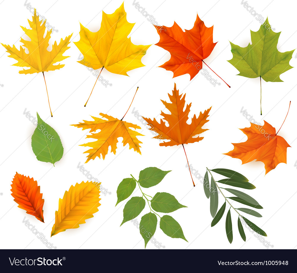 Set Of Colorful Autumn Leaves Royalty Free Vector Image
