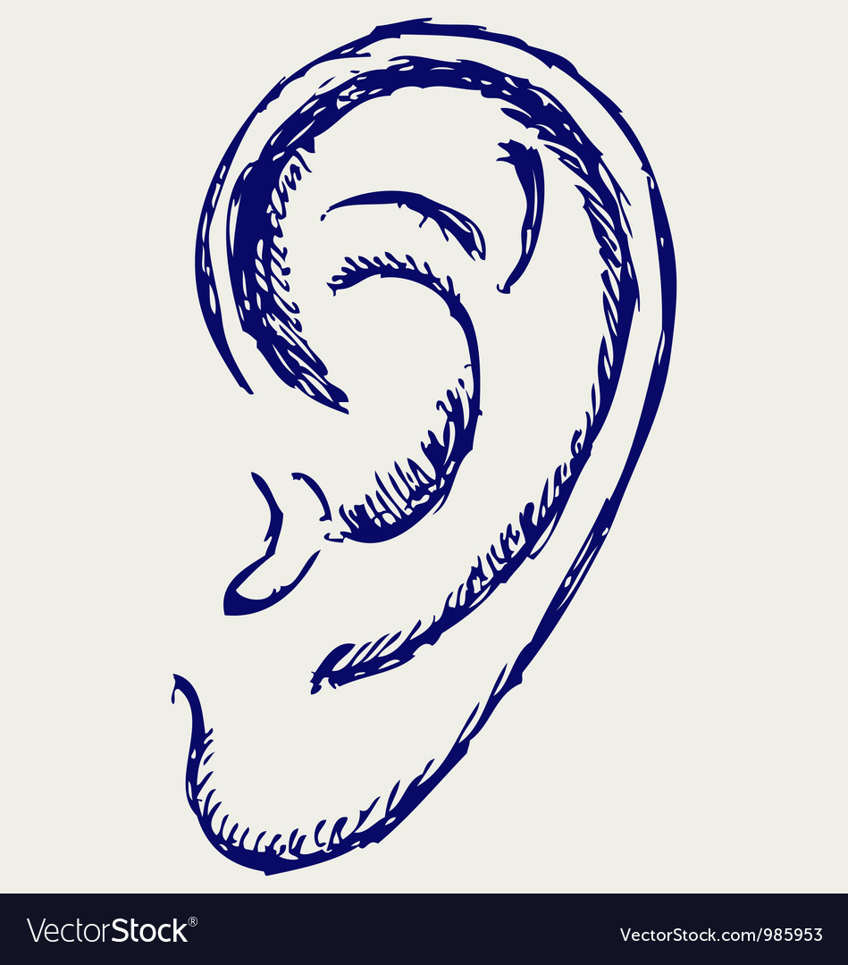 Human ear Royalty Free Vector Image - VectorStock