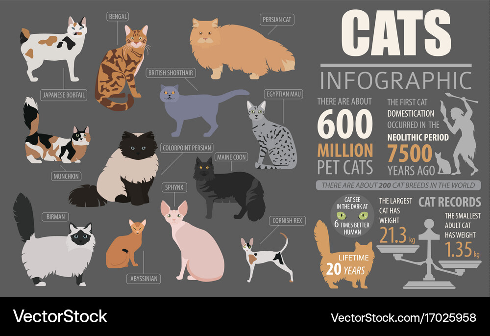 Cat breeds infographic template icon isolated Vector Image