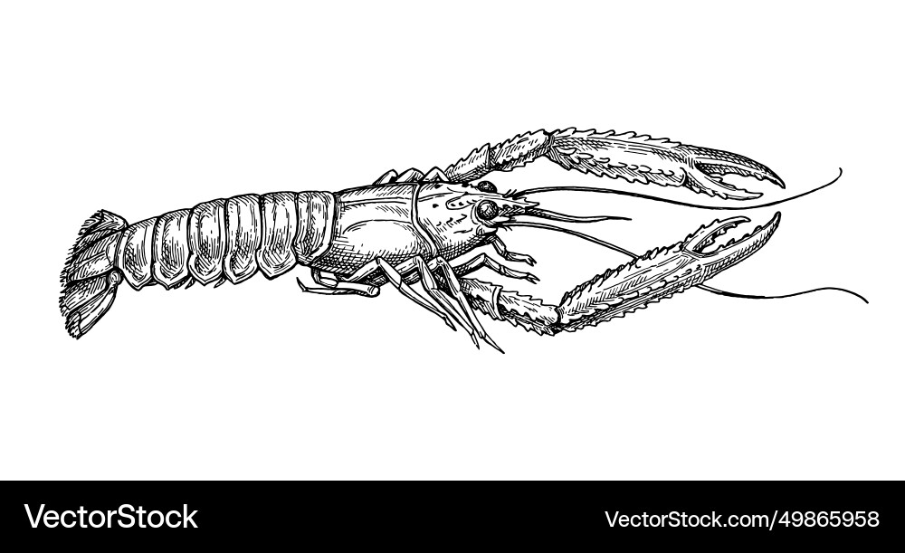 Norwegian lobster ink sketch Royalty Free Vector Image