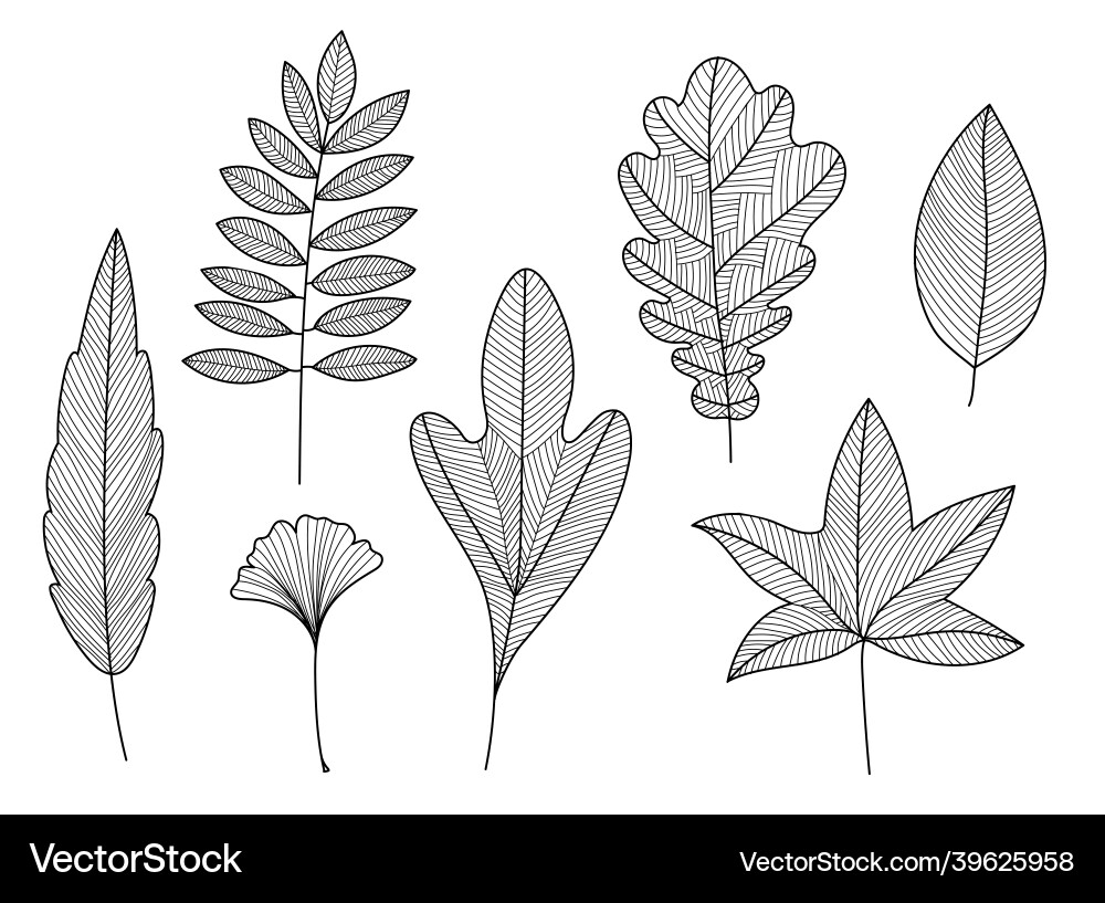 Set of hand drawn tree leaves linear Royalty Free Vector