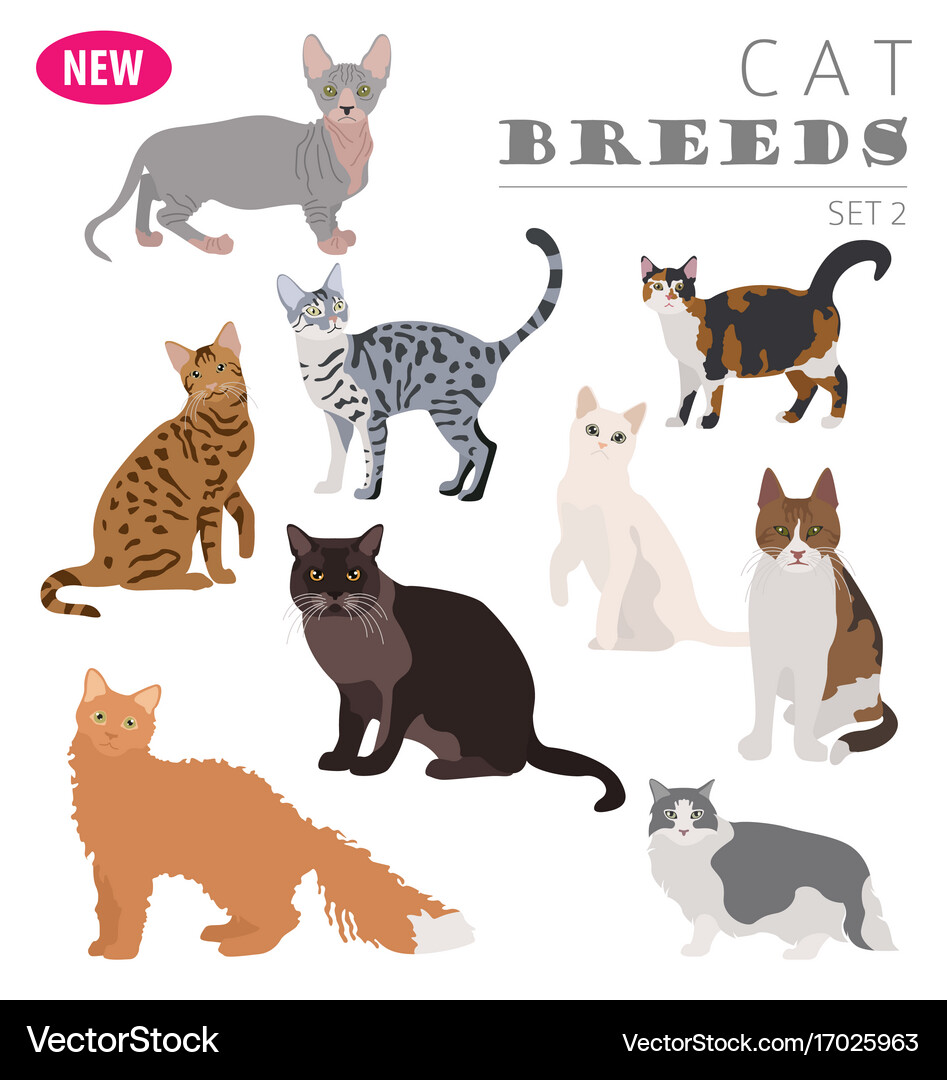 Cat breeds icon set flat style isolated on white Vector Image
