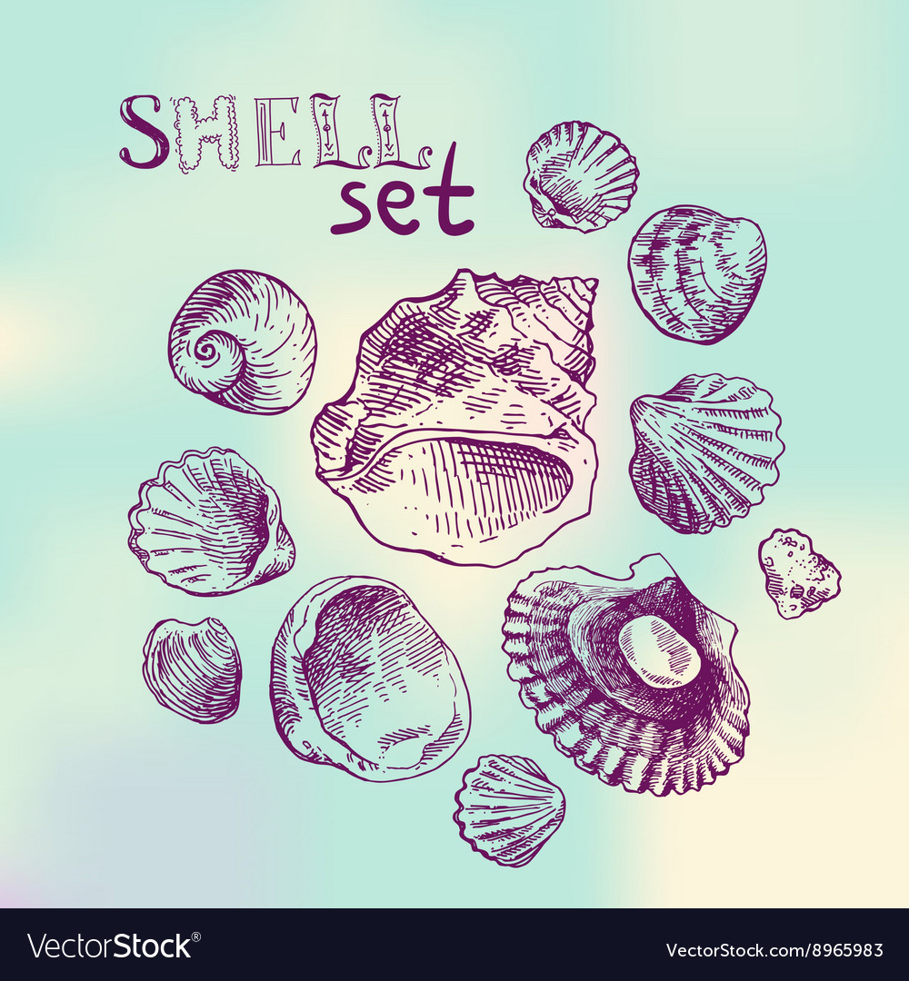 Shell hand drawn Royalty Free Vector Image - VectorStock