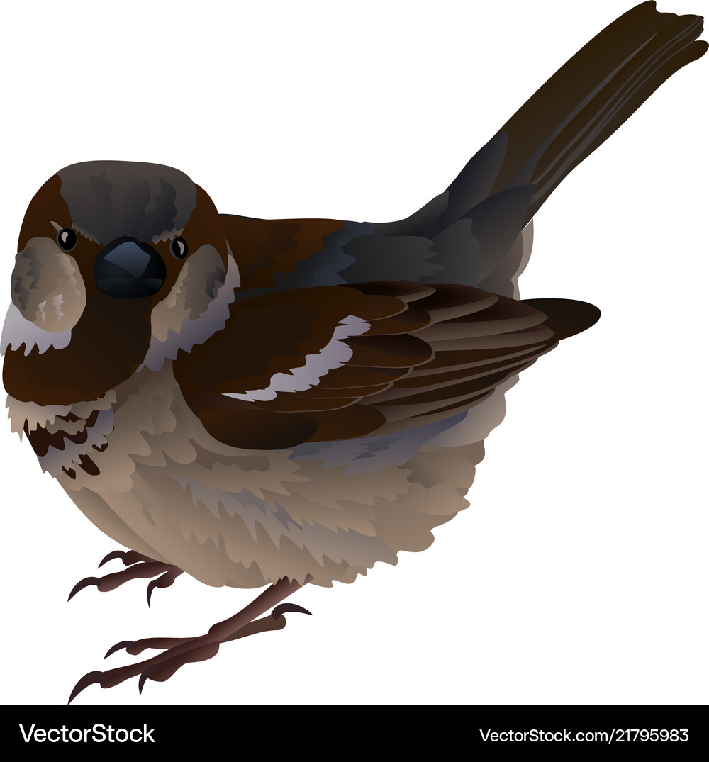 Wild male sparrow isolated Royalty Free Vector Image