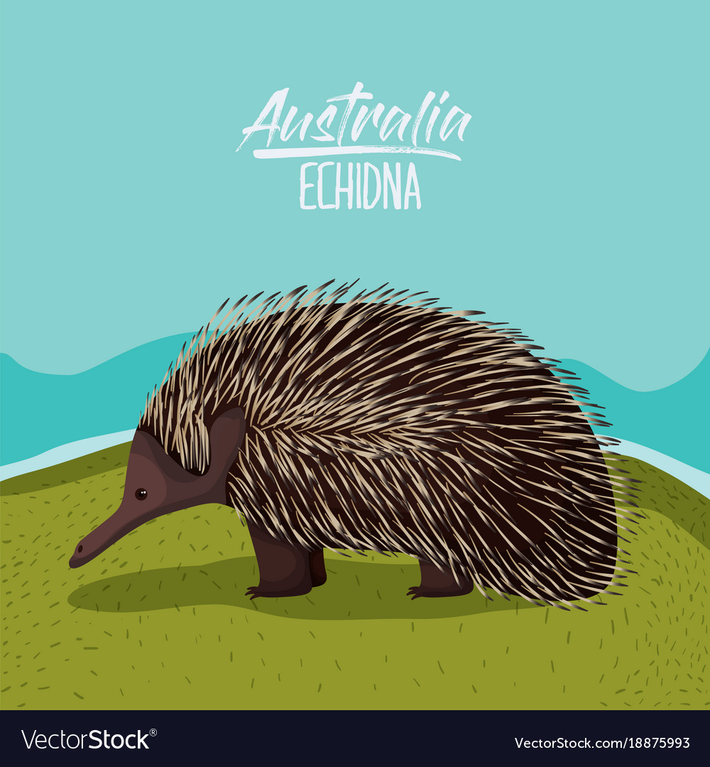 Australia echidna poster in outdoor scene Vector Image