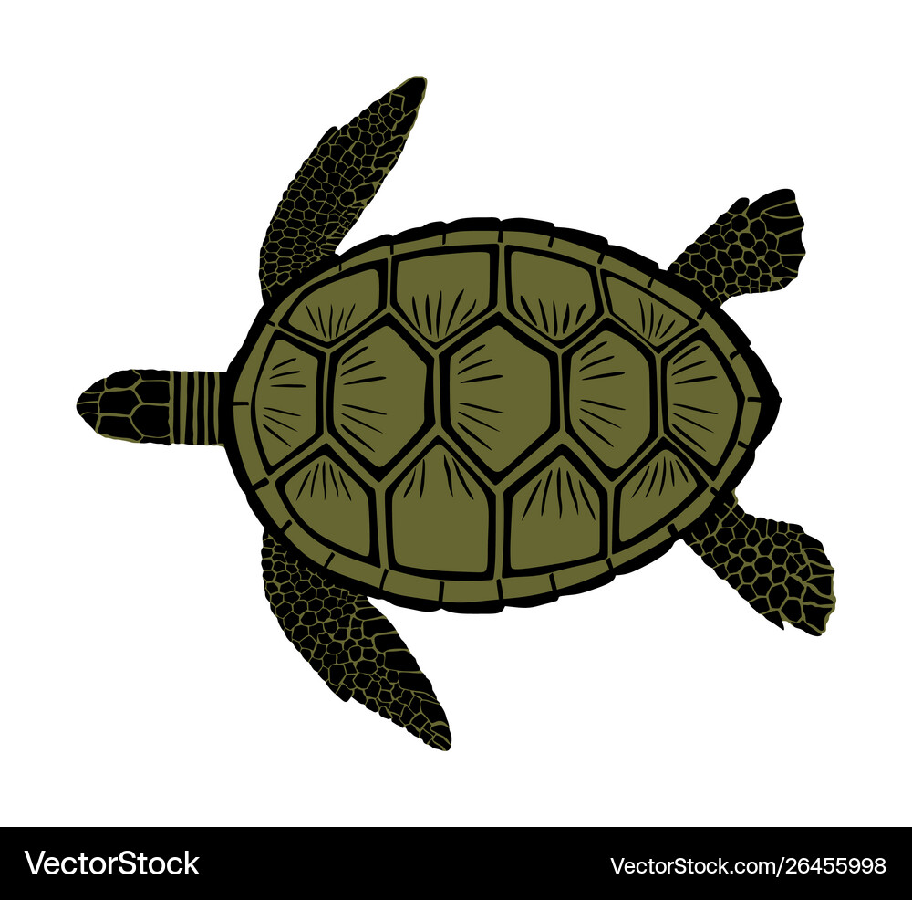 Sea turtle symbol isolated on white Royalty Free Vector