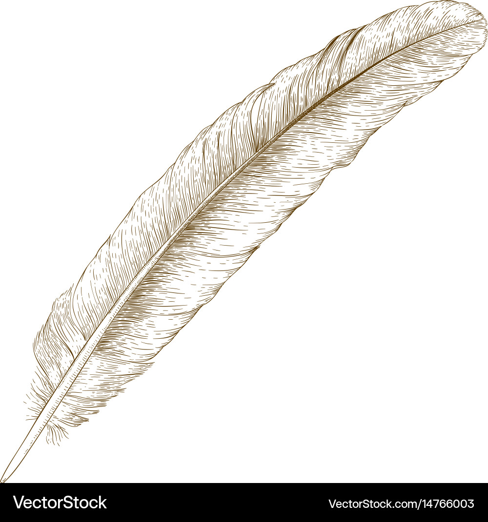 Engraving of feather Royalty Free Vector Image