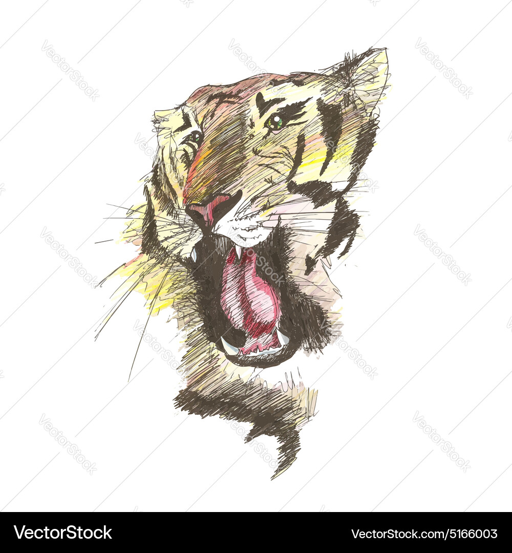 Sketch of gnarling tiger Royalty Free Vector Image