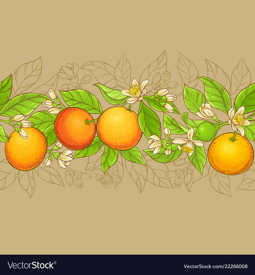 Grapefruit pattern Royalty Free Vector Image - VectorStock Grapefruit pattern Royalty Free Vector Image - VectorStock