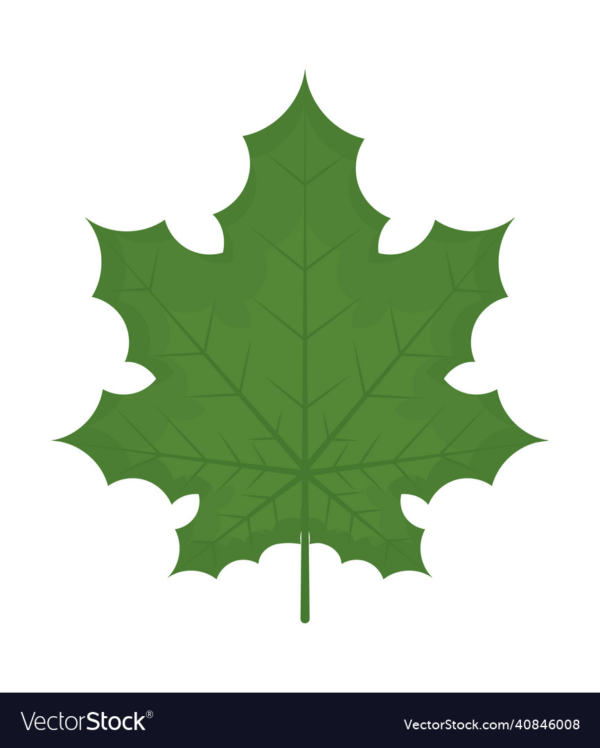 Green leaf Royalty Free Vector Image - VectorStock