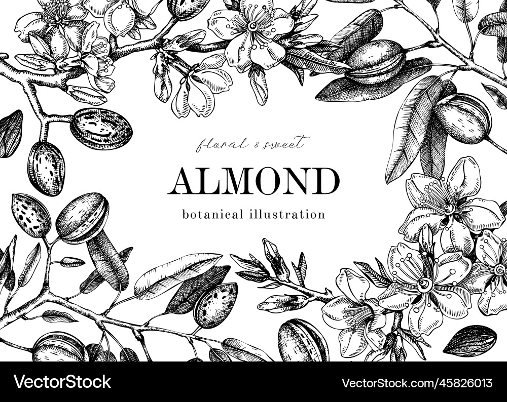 Almond blossom frame design in engraved style Vector Image