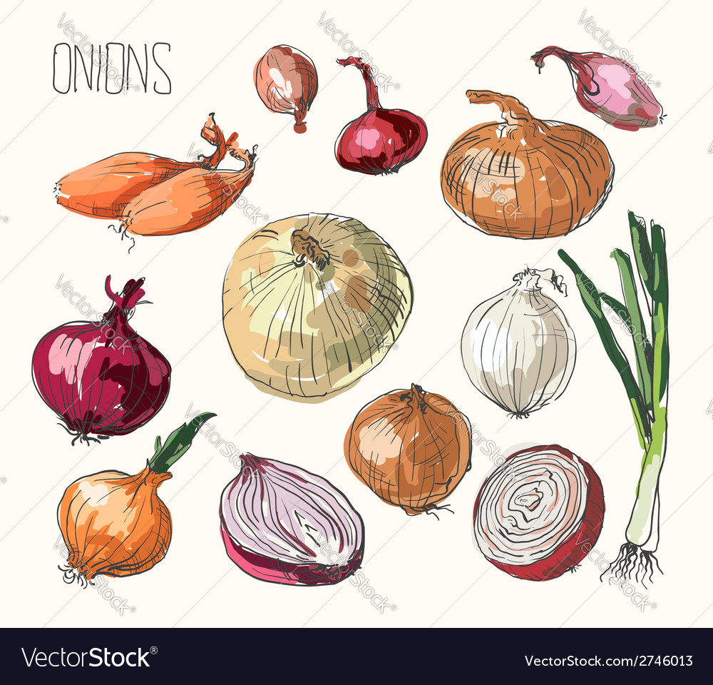 Onion set Royalty Free Vector Image - VectorStock