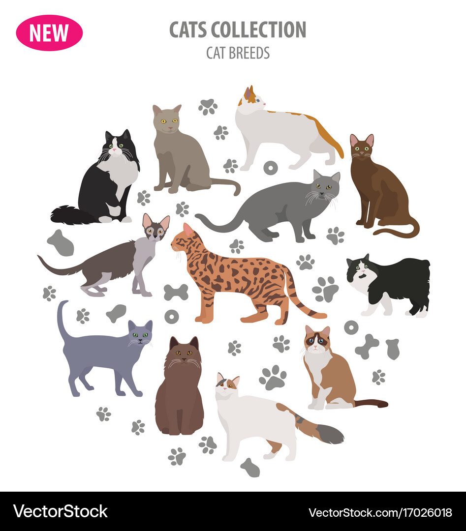 Cat breeds icon set flat style isolated on white Vector Image
