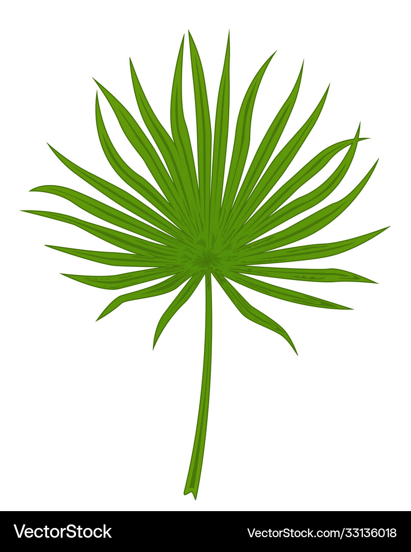 Green palm leaf Royalty Free Vector Image - VectorStock