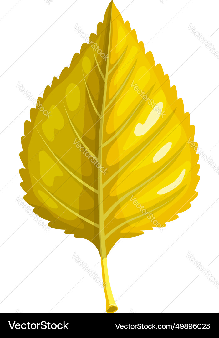 Yellow birch leaf isolated cartoon foliage Vector Image
