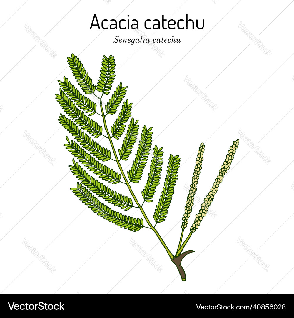 Acacia catechu senegalia catechu medicinal plant Vector Image