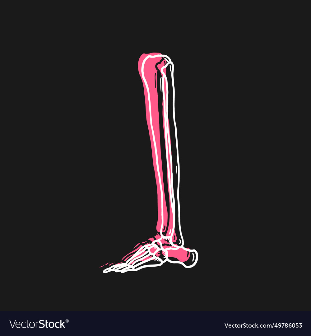 Leg bone Royalty Free Vector Image - VectorStock
