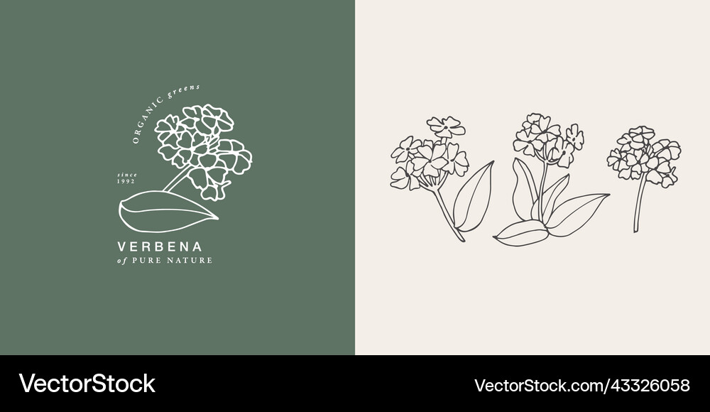 Verbena branch - vintage Royalty Free Vector Image
