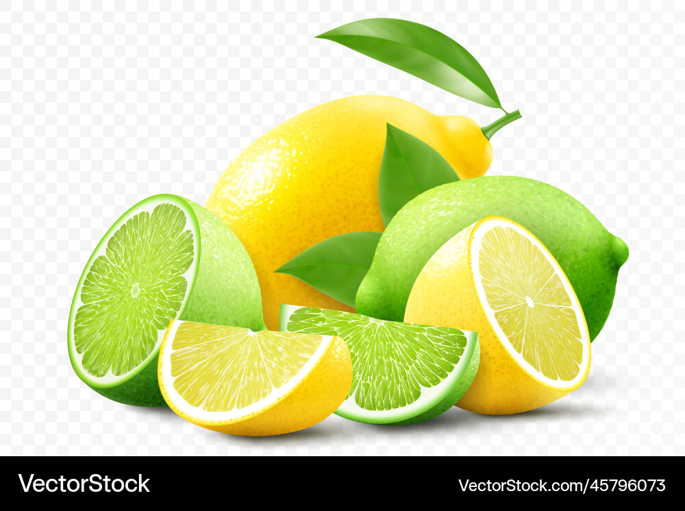 Lime and lemon composition fresh citrus fruits Vector Image