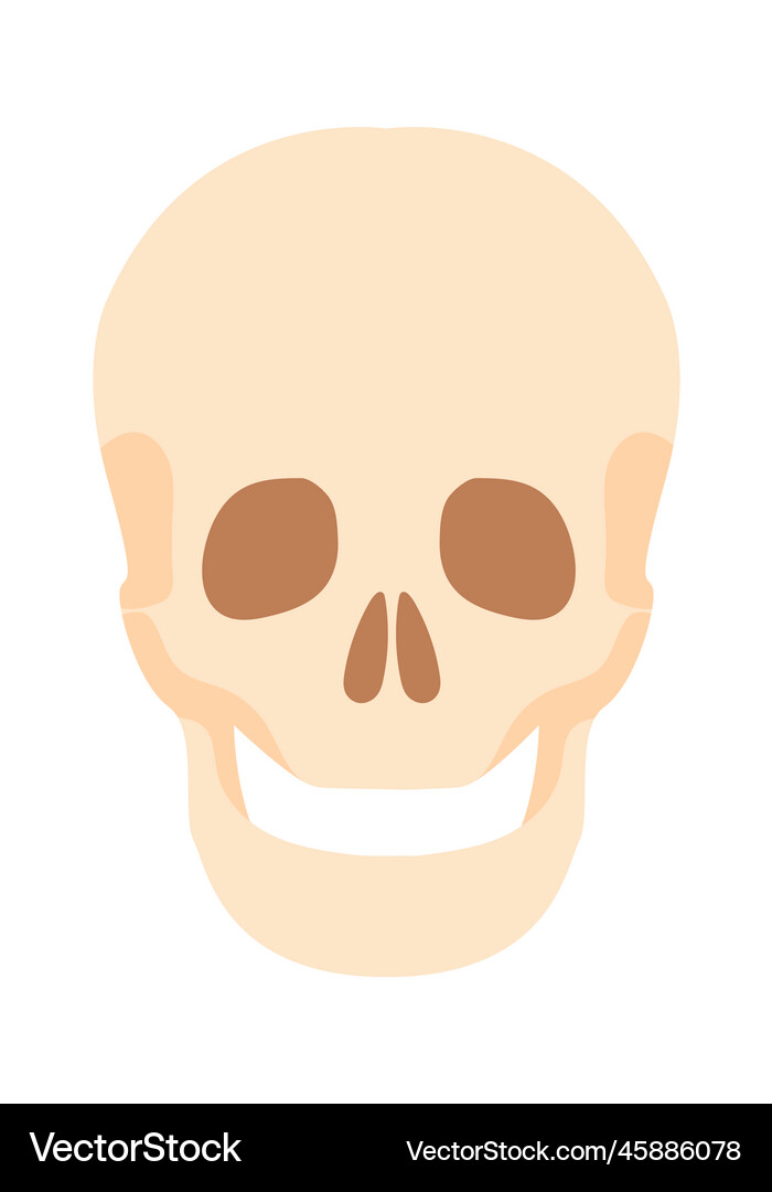 Skull flat icon human anatomy skeleton Royalty Free Vector