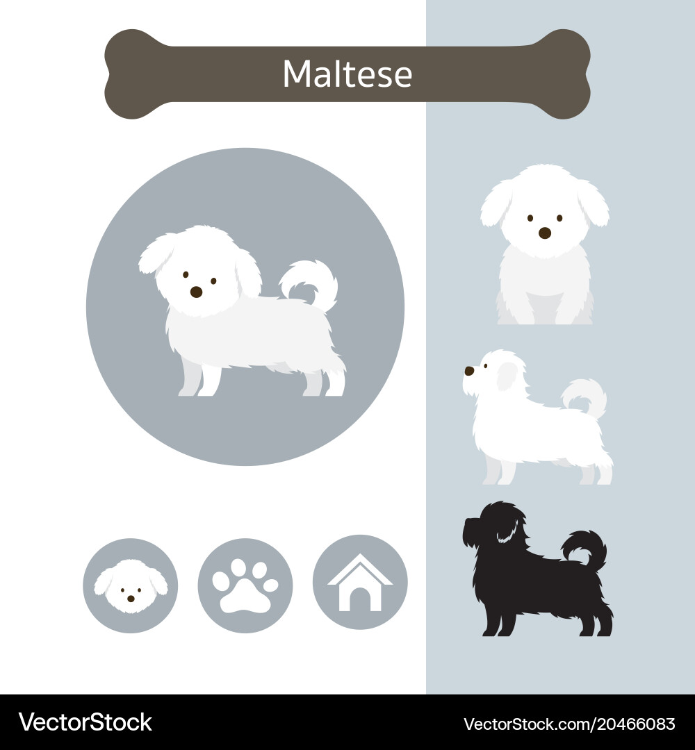Maltese dog breed infographic Royalty Free Vector Image
