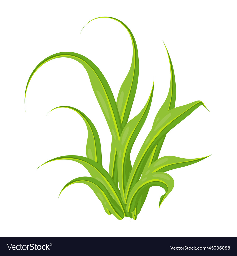 Grass Royalty Free Vector Image - VectorStock