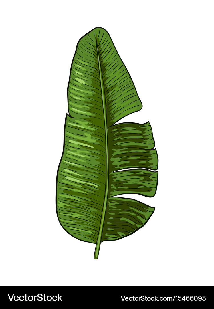 Banana leaves Royalty Free Vector Image - VectorStock