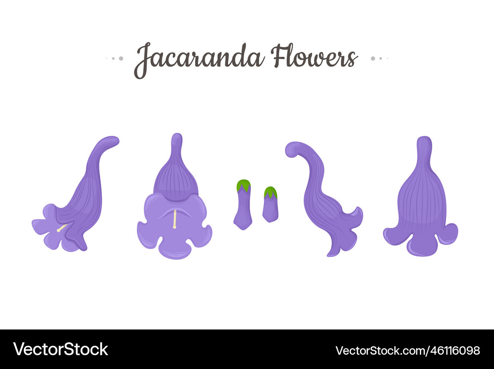 Jacaranda mimosifolia tree purple flowers Vector Image
