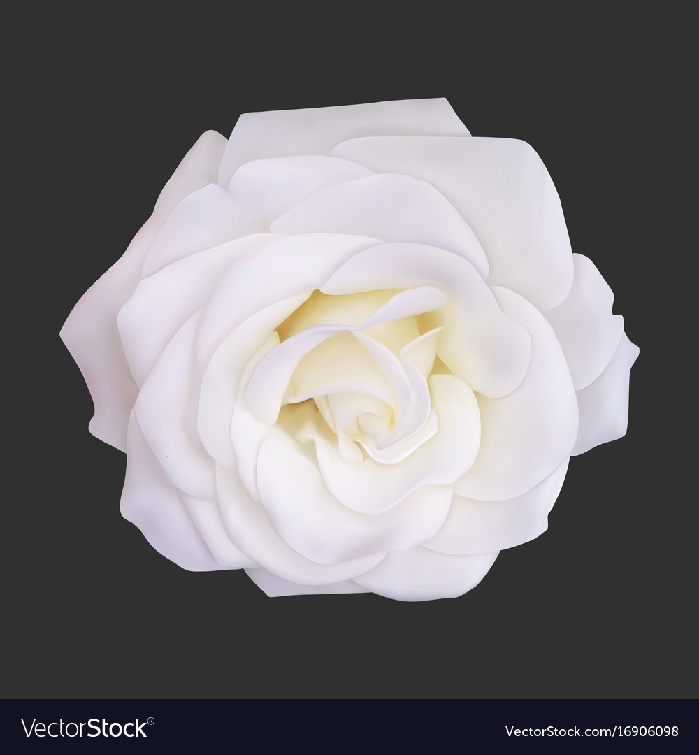 Realistic white rose Royalty Free Vector Image