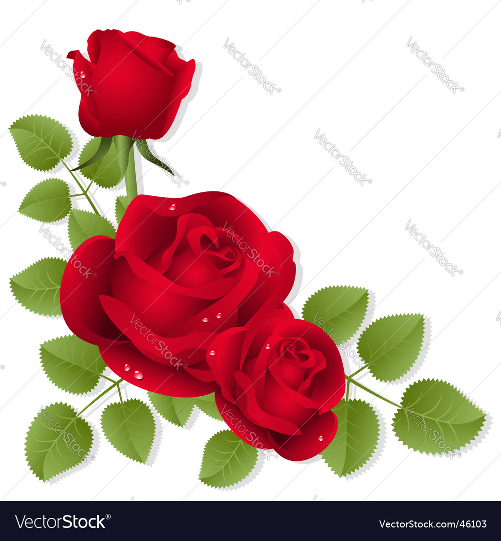 Roses Royalty Free Vector Image - VectorStock