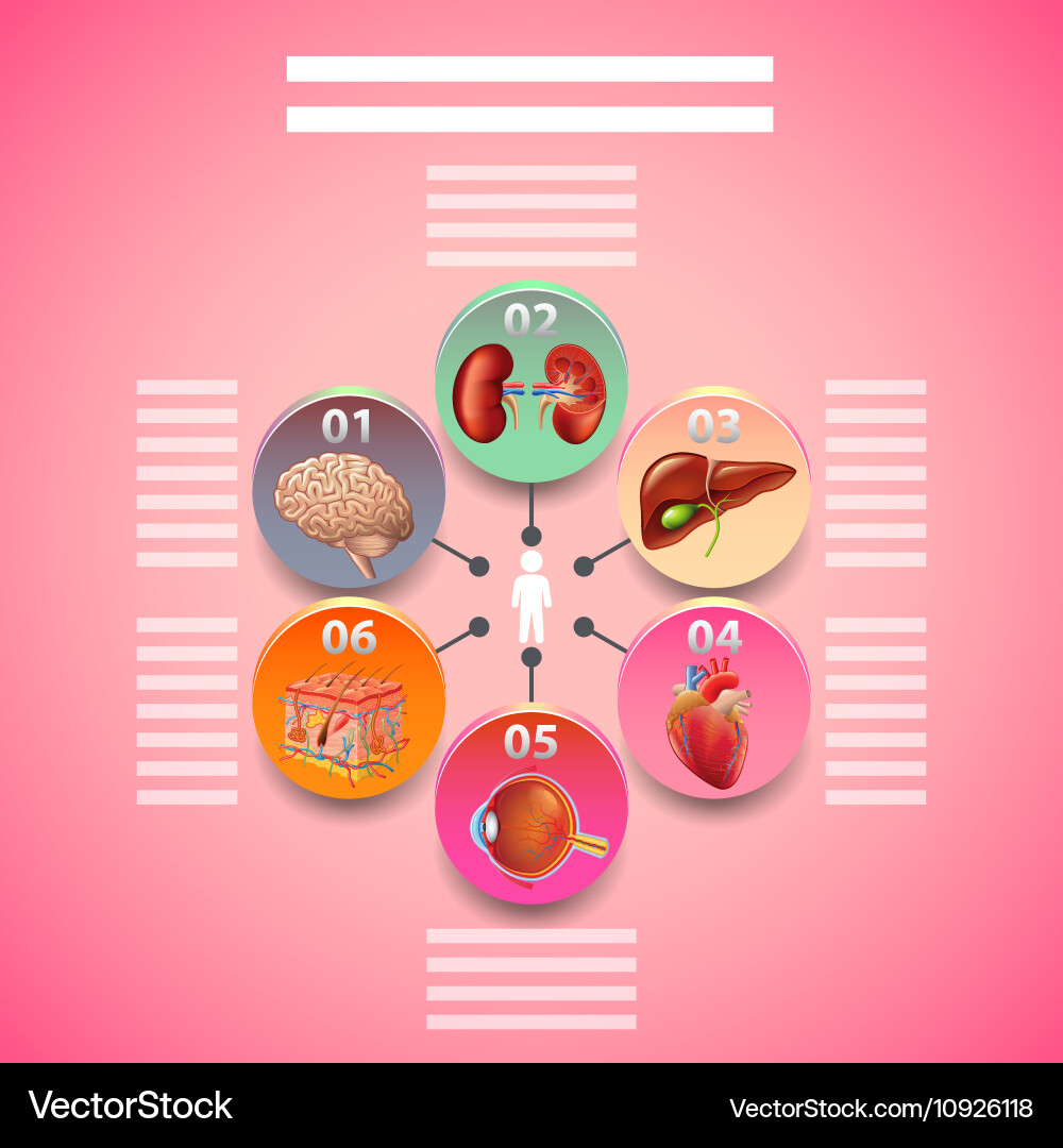 Science infographics with human organs in circles Vector Image