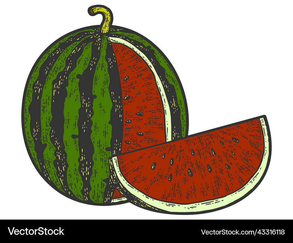 Watermelon Drawing With Color