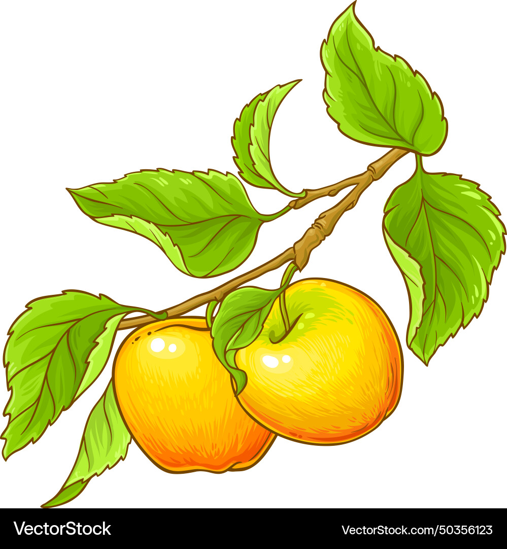 Apple branch with fruits colored Royalty Free Vector Image