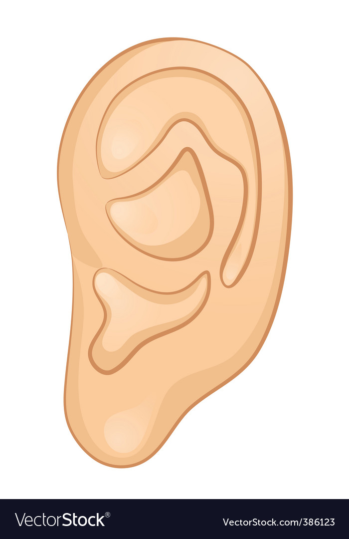 Ear Royalty Free Vector Image - VectorStock