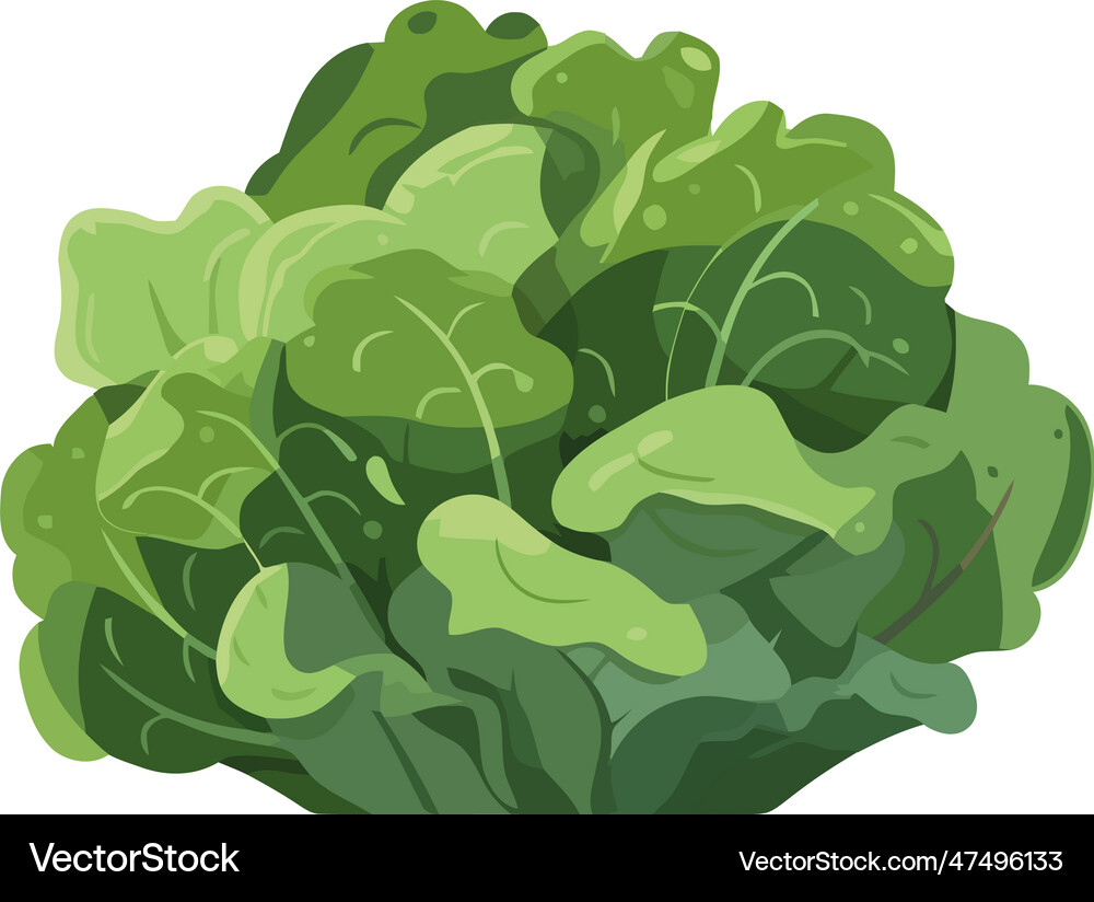 Fresh vegetarian lettuce organic ingredients Vector Image