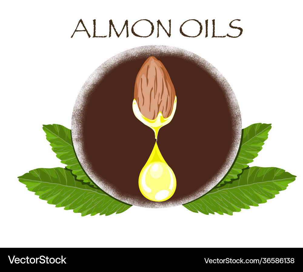 A drop almond oils from seed with leaves Vector Image