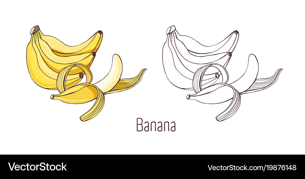 Colored and outline monochrome drawings Royalty Free Vector