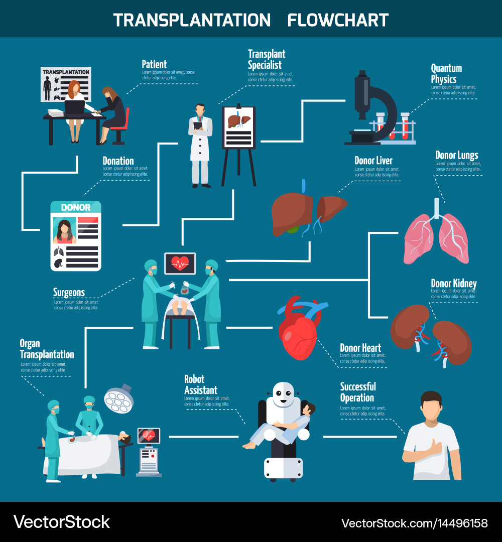 Transplantation flowchart layout Royalty Free Vector Image