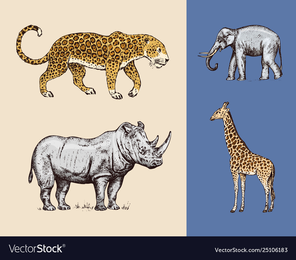 African animals rhinoceros elephant giraffe Vector Image