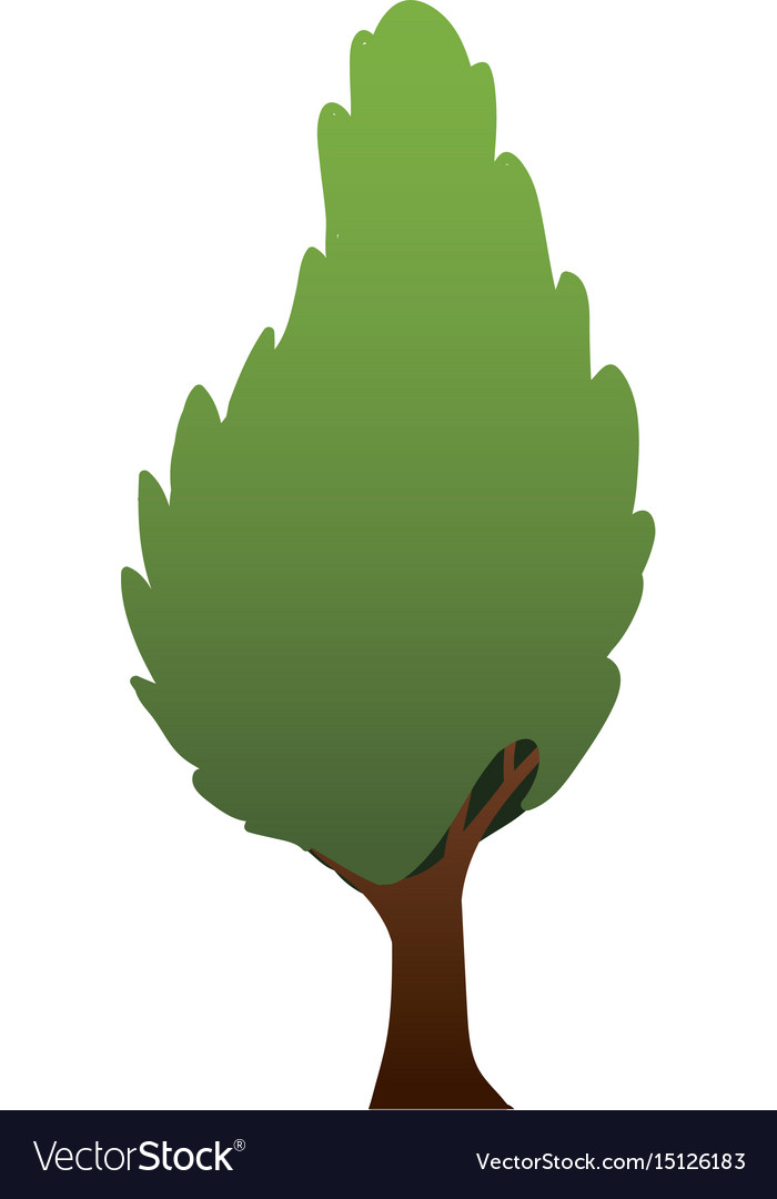 Beautiful tree isolated Royalty Free Vector Image