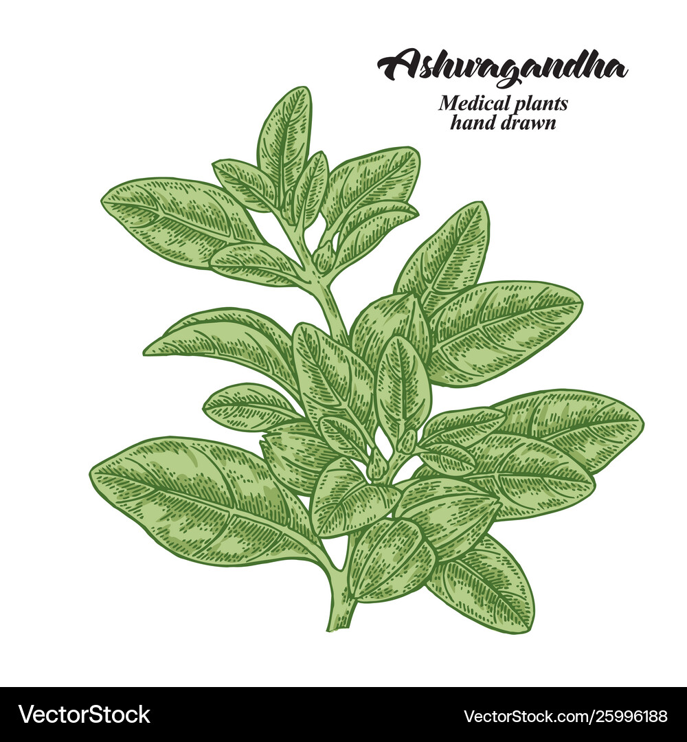Hand drawn ashwagandha isolated on white Vector Image