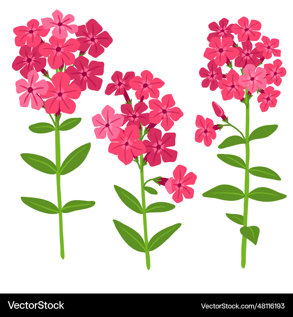 Drawing garden flowers phlox Royalty Free Vector Image